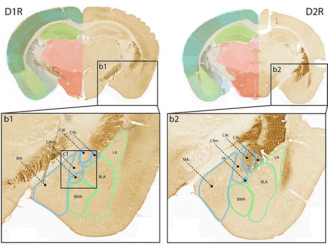 A new era in Brain Research - EBRAINS