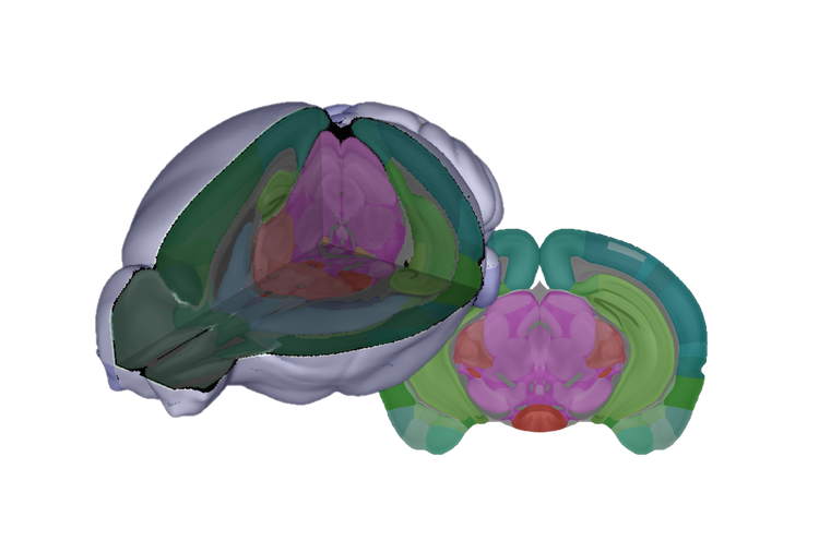 Mouse Brain Atlas Ebrains