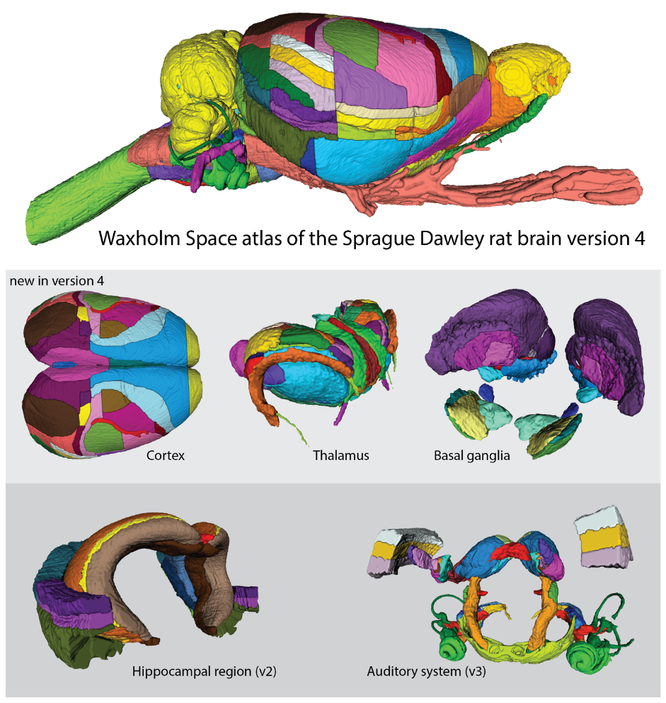 Volumetric rat brain atlas on EBRAINS now covers entire brain - EBRAINS
